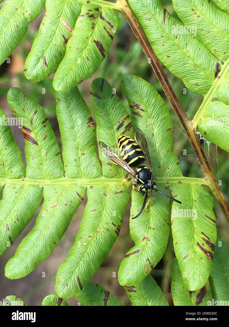 Common Aerial Yellowjacket (Dolichovespula arenaria) Insecta Stock ...