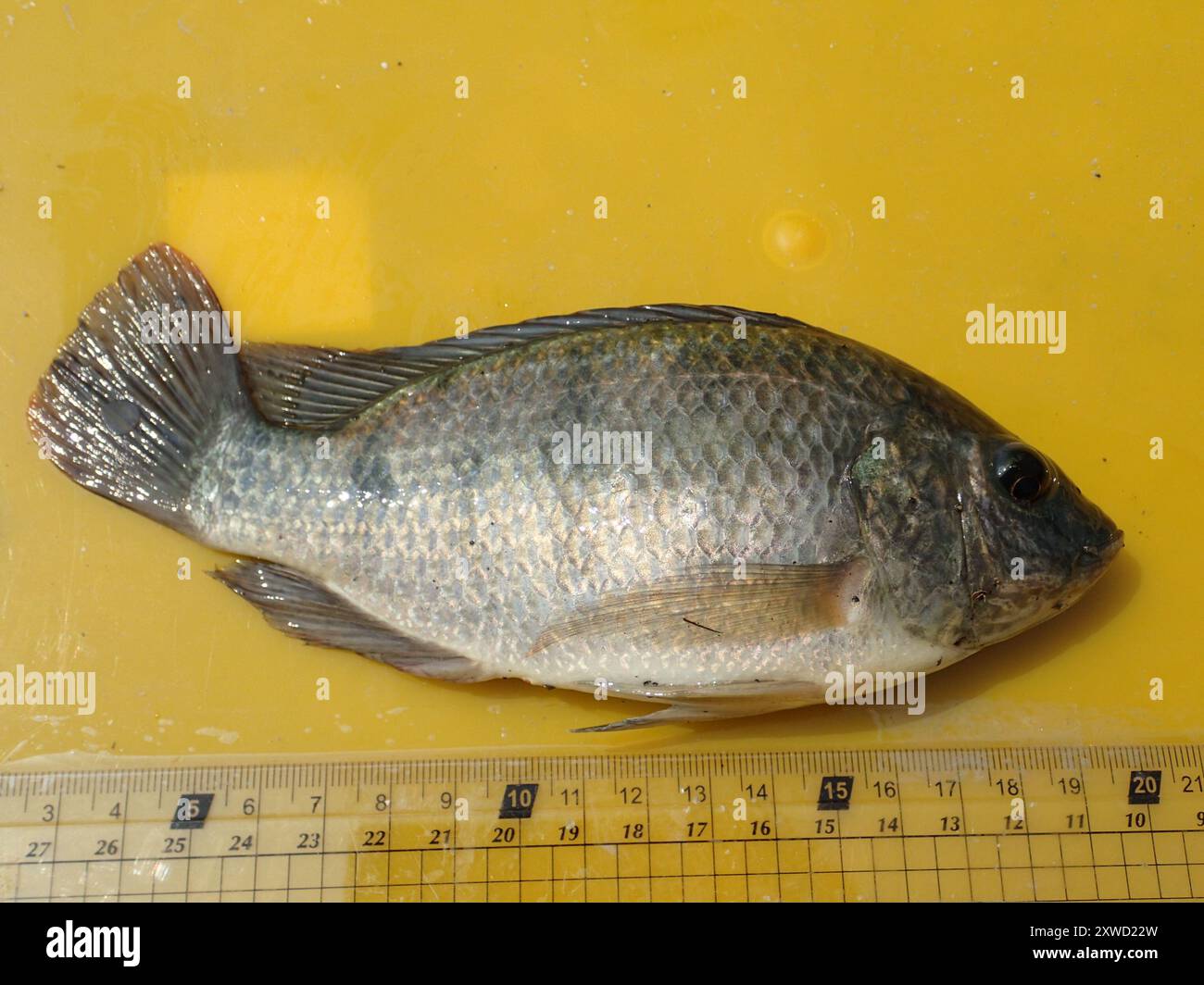 Mozambique Tilapia (Oreochromis mossambicus) Actinopterygii Stock Photo ...