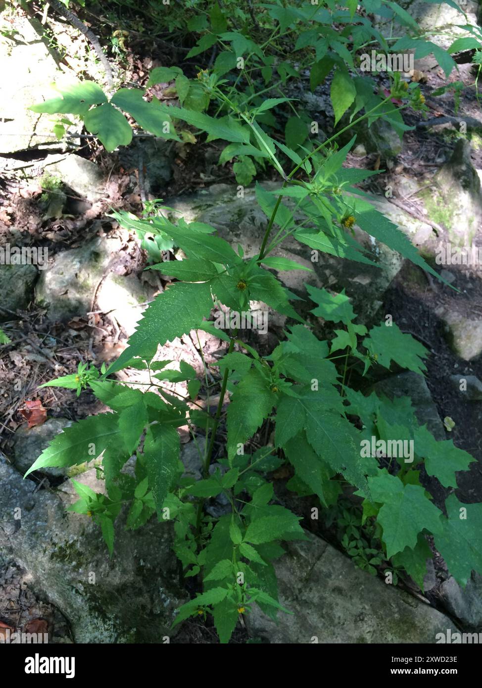 Devil's Beggarticks (Bidens frondosa) Plantae Stock Photo - Alamy