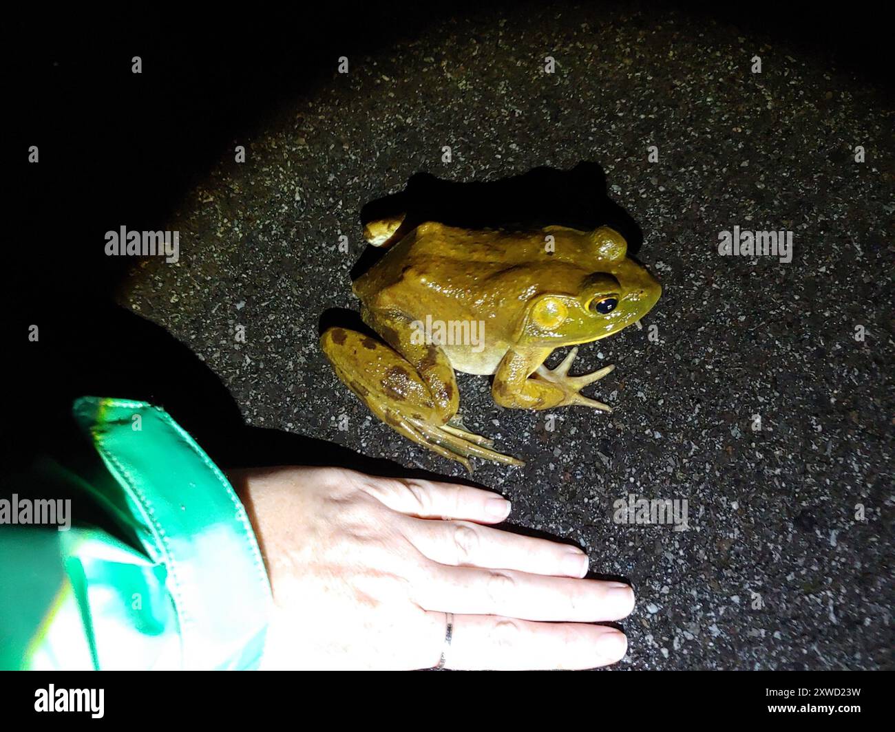 American Bullfrog (Lithobates catesbeianus) Amphibia Stock Photo - Alamy