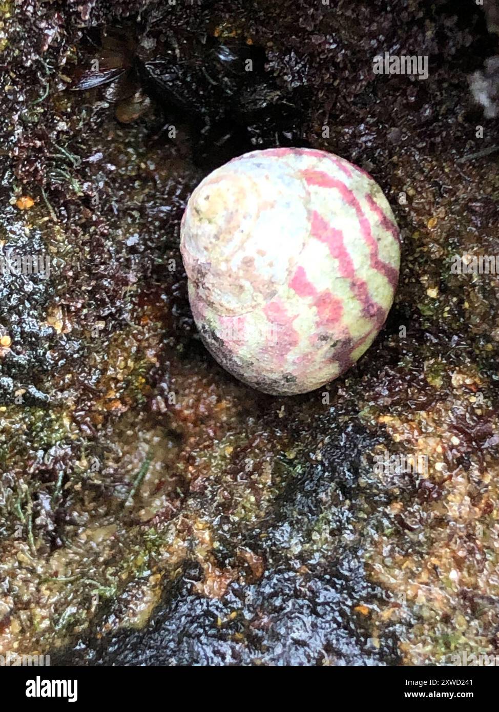 Purple Topshell (Steromphala umbilicalis) Mollusca Stock Photo - Alamy