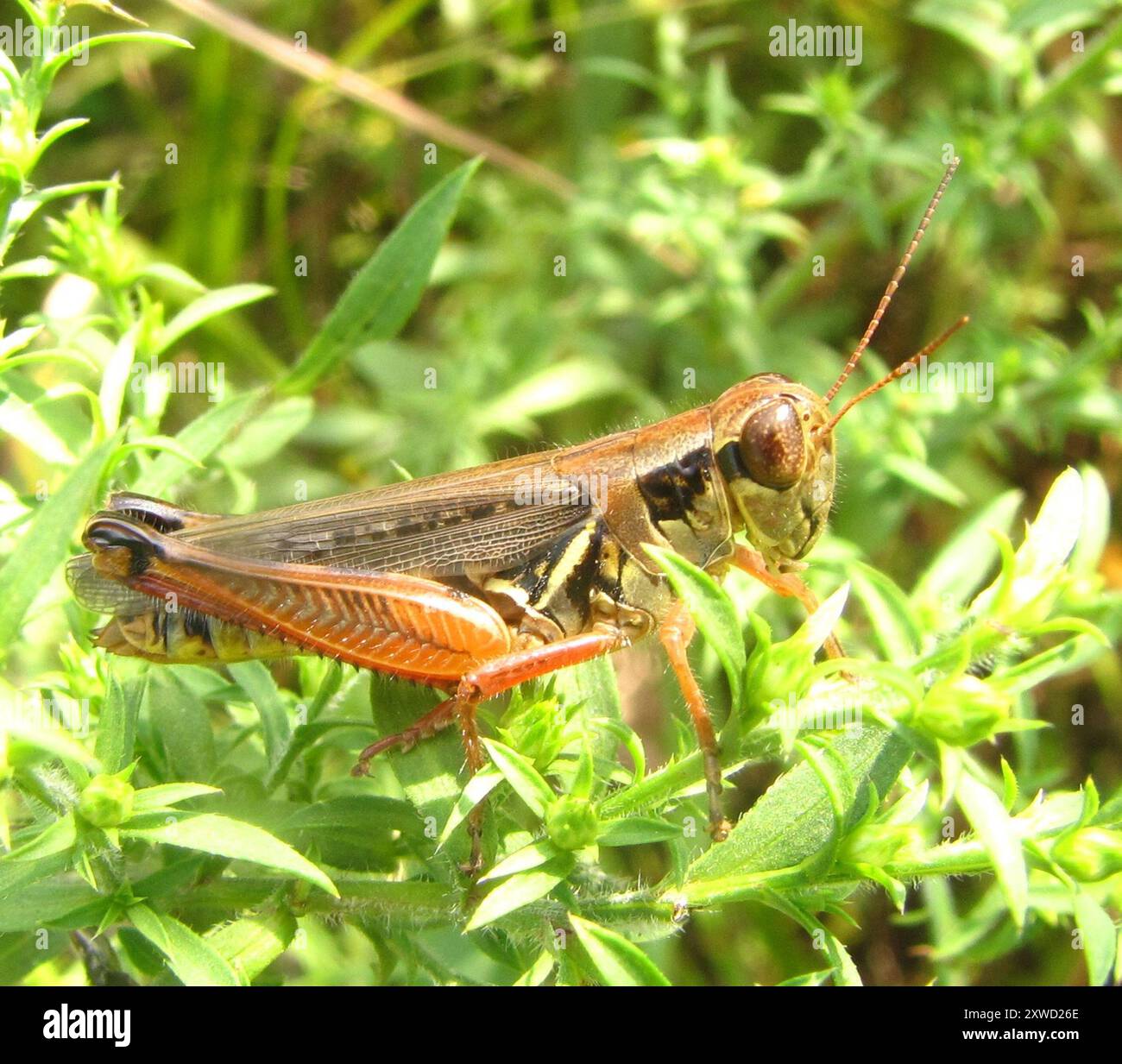 Red-legged Grasshopper (Melanoplus femurrubrum) Insecta Stock Photo - Alamy