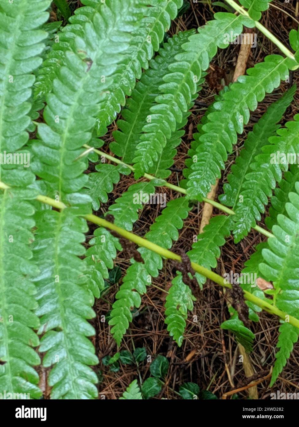 interrupted fern (Osmunda claytoniana) Plantae Stock Photo - Alamy