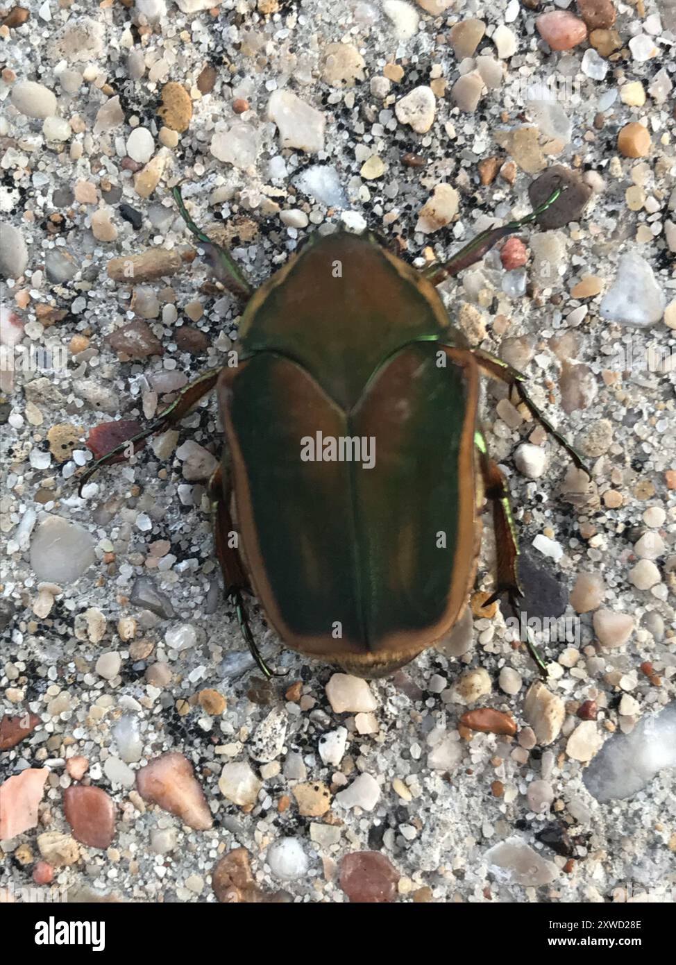Common Green June Beetle (Cotinis nitida) Insecta Stock Photo - Alamy