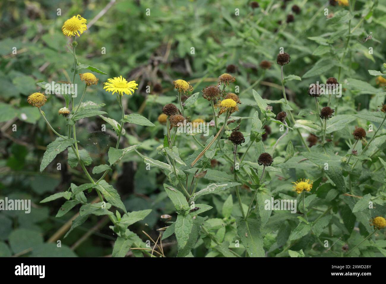 Common Fleabane (Pulicaria dysenterica) Plantae Stock Photo - Alamy