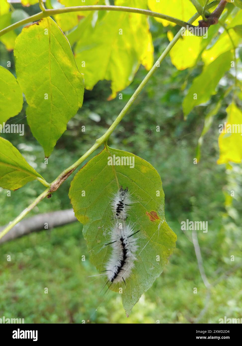 Hickory Tussock Moth (Lophocampa caryae) Insecta Stock Photo - Alamy