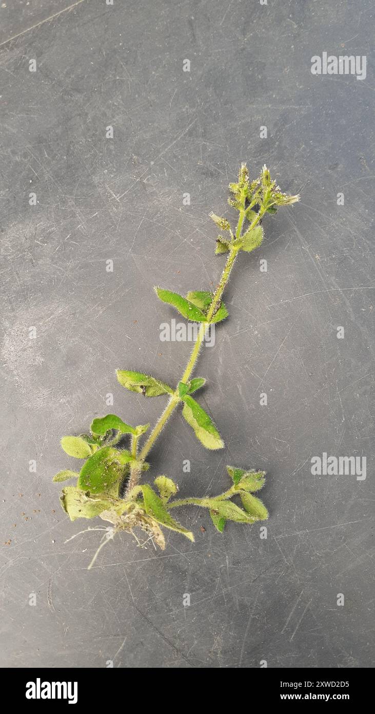 Sticky mouse-ear chickweed (Cerastium glomeratum) Plantae Stock Photo ...