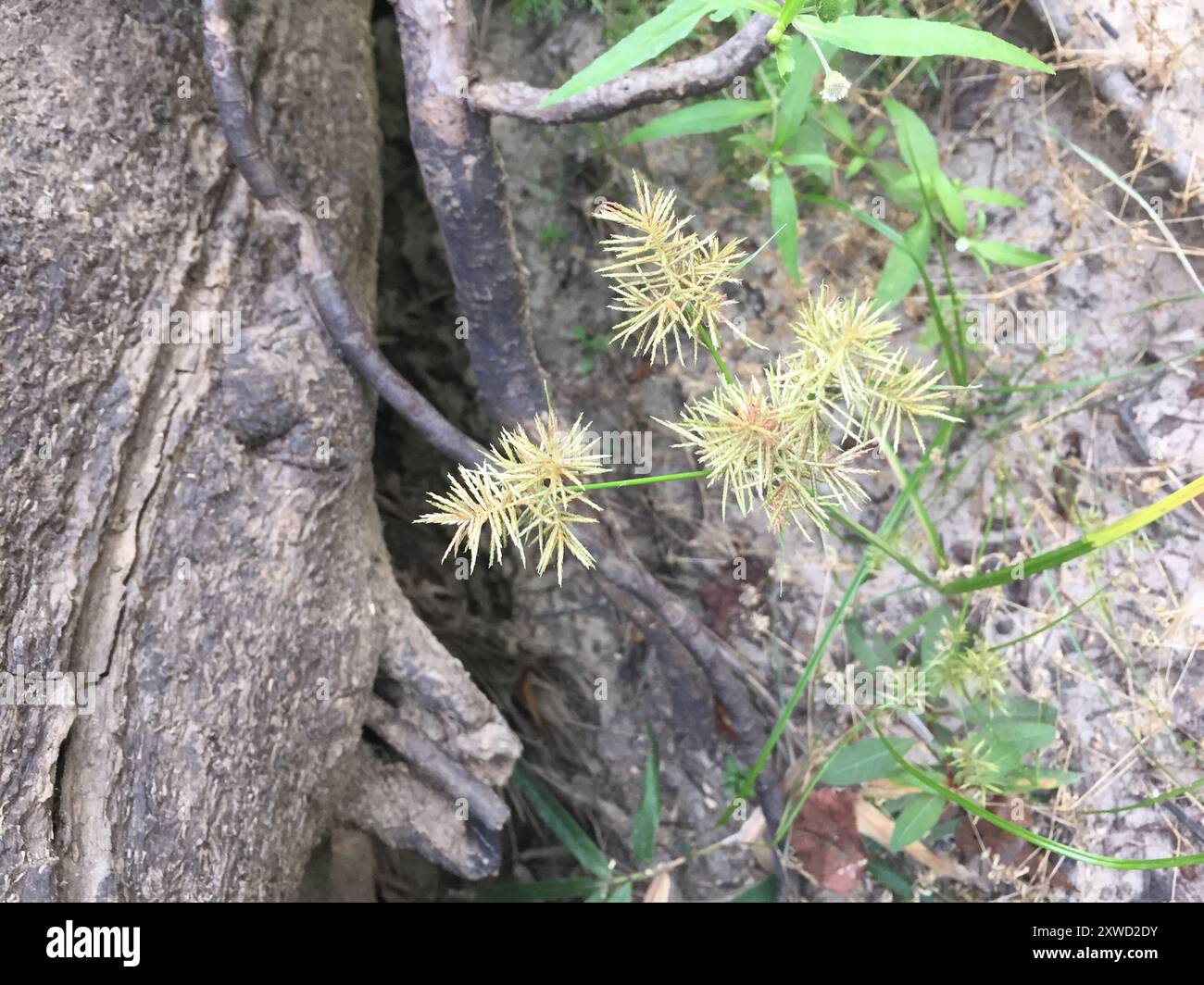 Fragrant flatsedge (Cyperus odoratus) Plantae Stock Photo - Alamy