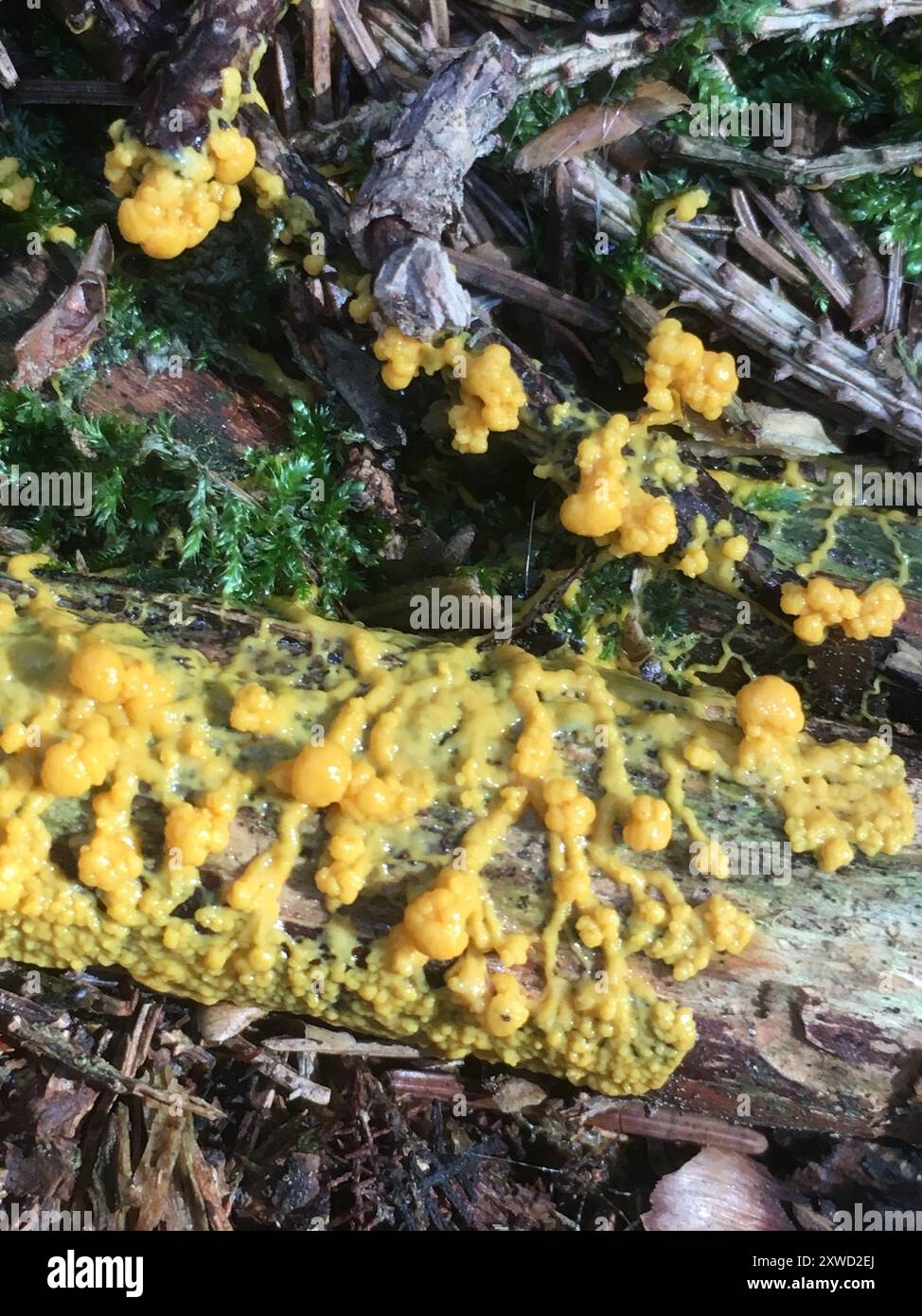 Dog Vomit Slime Mold (Fuligo septica) Protozoa Stock Photo - Alamy