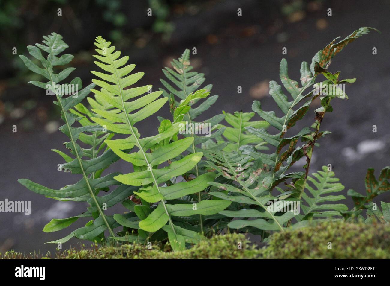 common polypody (Polypodium vulgare) Plantae Stock Photo - Alamy