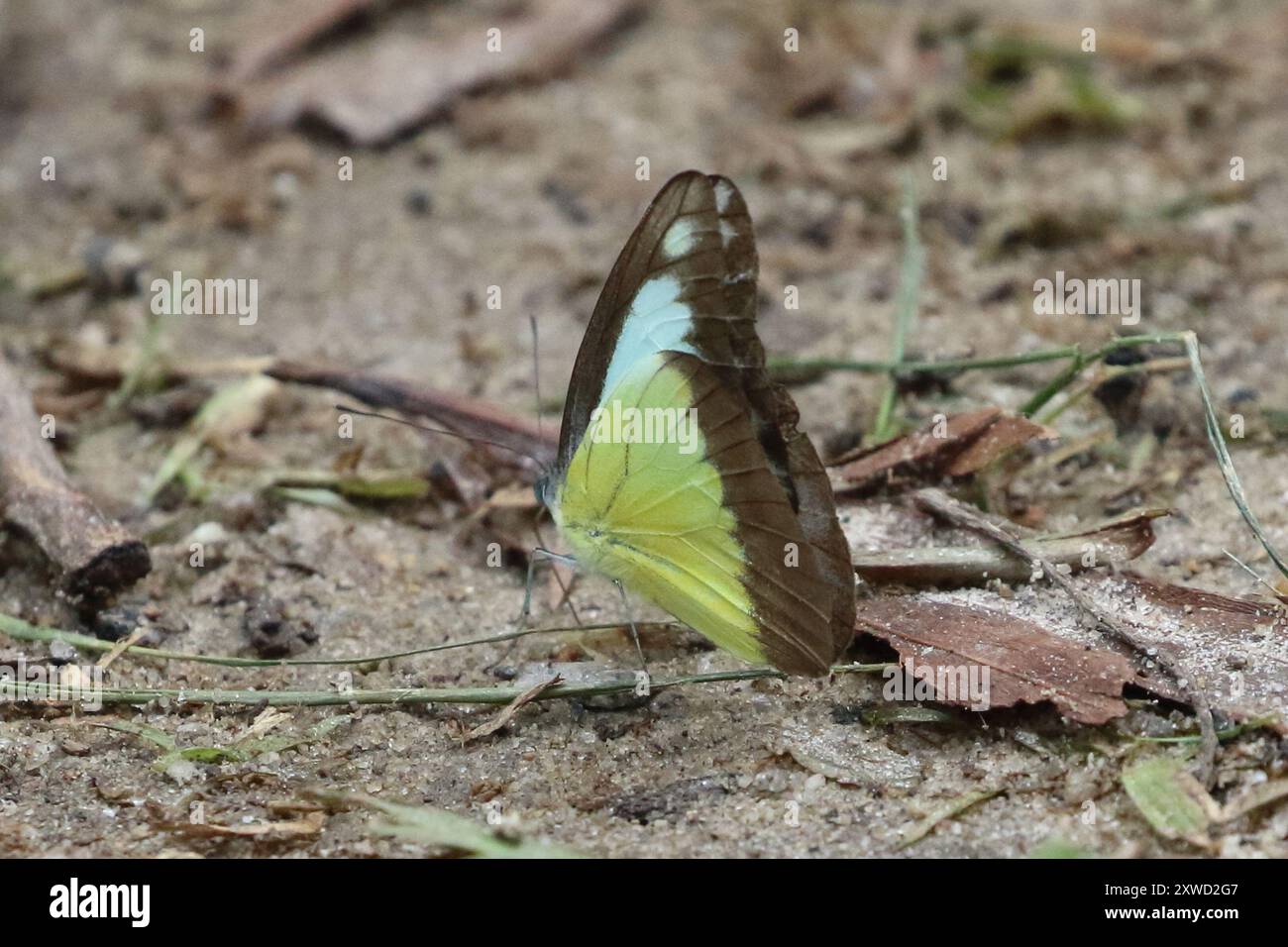 Appias lyncida hi-res stock photography and images - Alamy