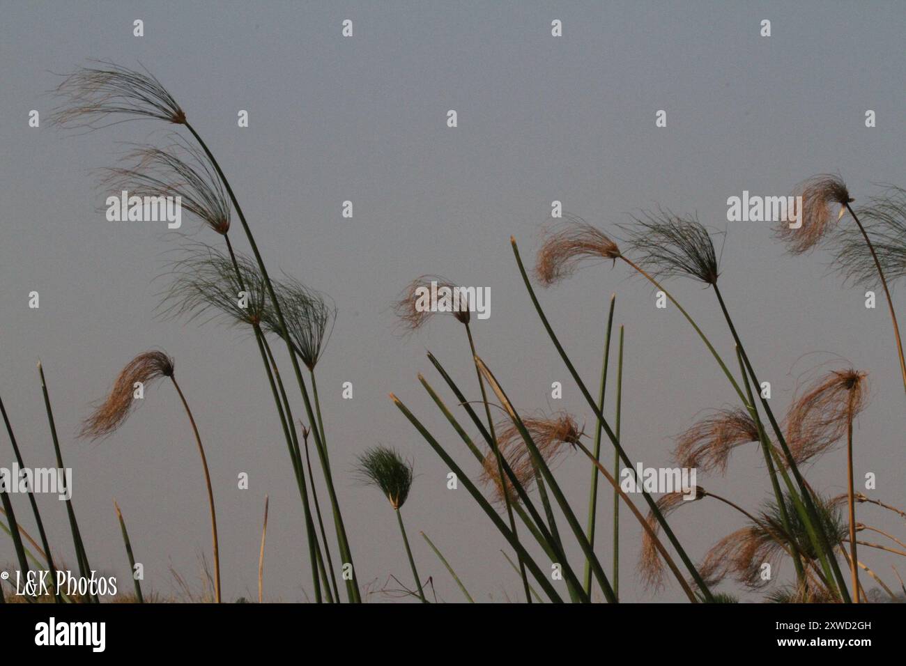 Papyrus sedge (Cyperus papyrus) Plantae Stock Photo - Alamy