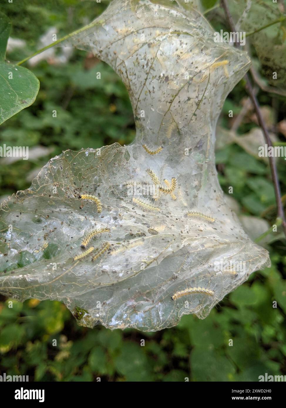 Fall Webworm Moth (Hyphantria cunea) Insecta Stock Photo - Alamy
