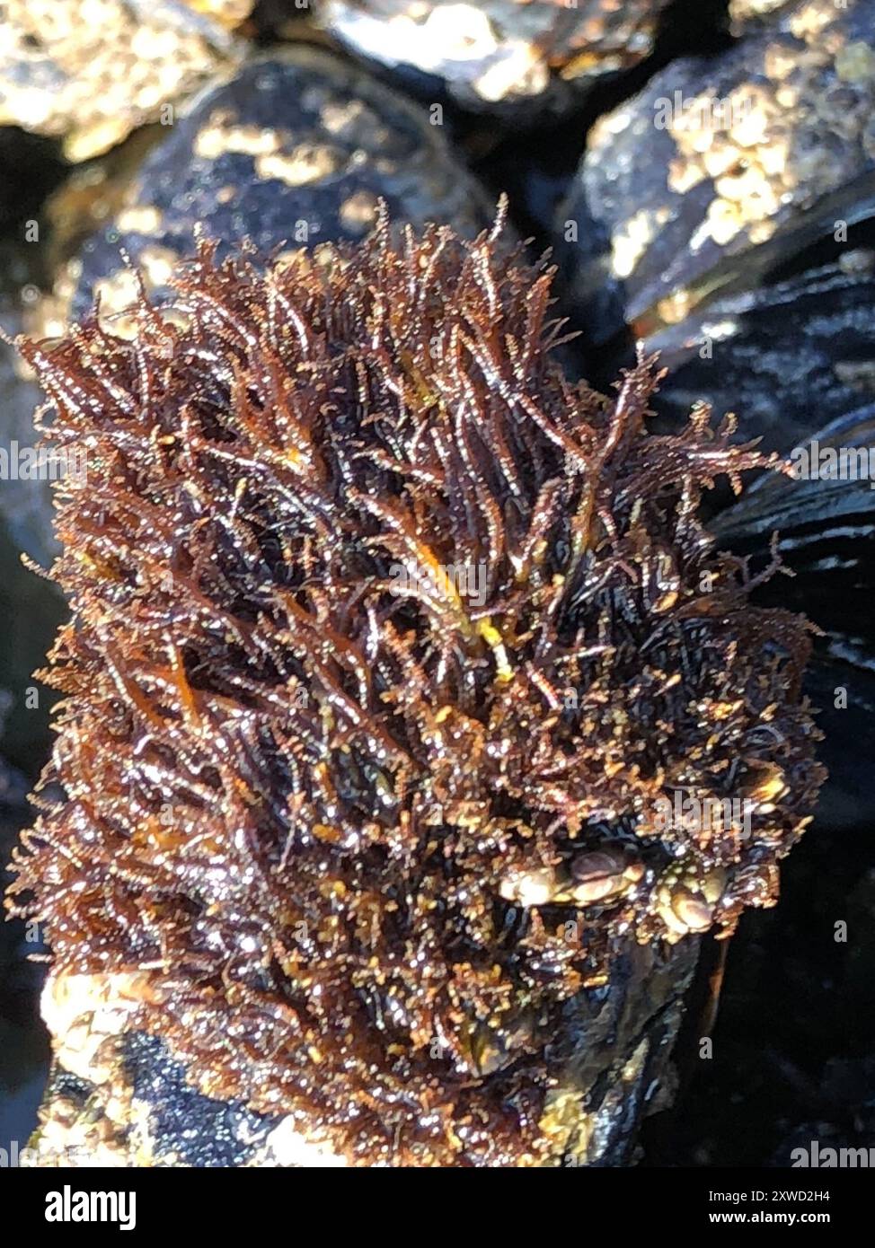 Scouring-pad alga (Endocladia muricata) Plantae Stock Photo - Alamy