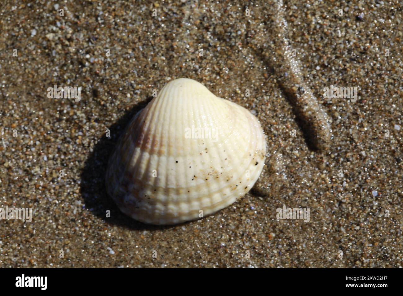 Common Cockle (Cerastoderma edule) Mollusca Stock Photo - Alamy