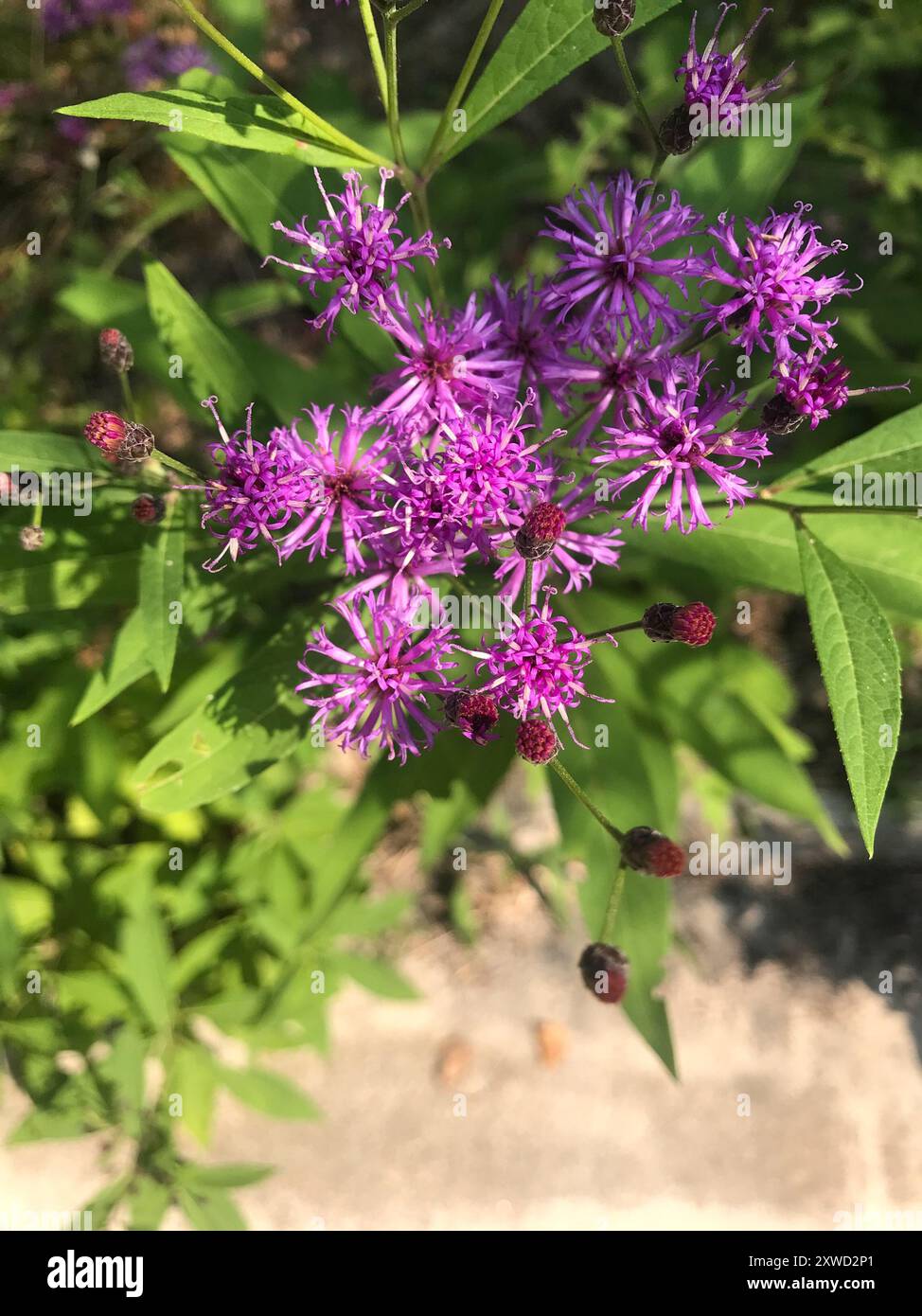 Tall Ironweed (Vernonia gigantea) Plantae Stock Photo - Alamy