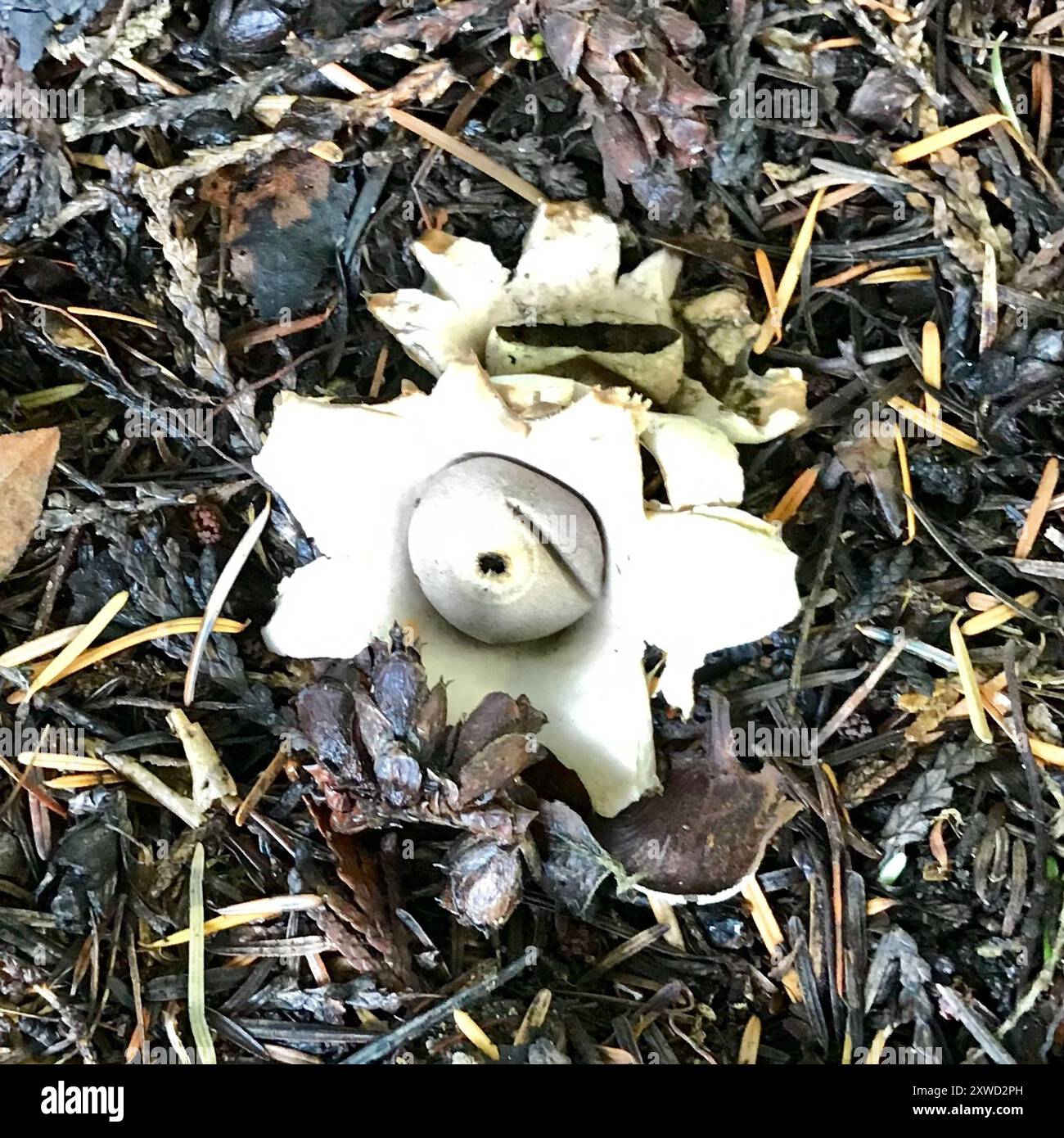 Rounded earthstar hi-res stock photography and images - Alamy