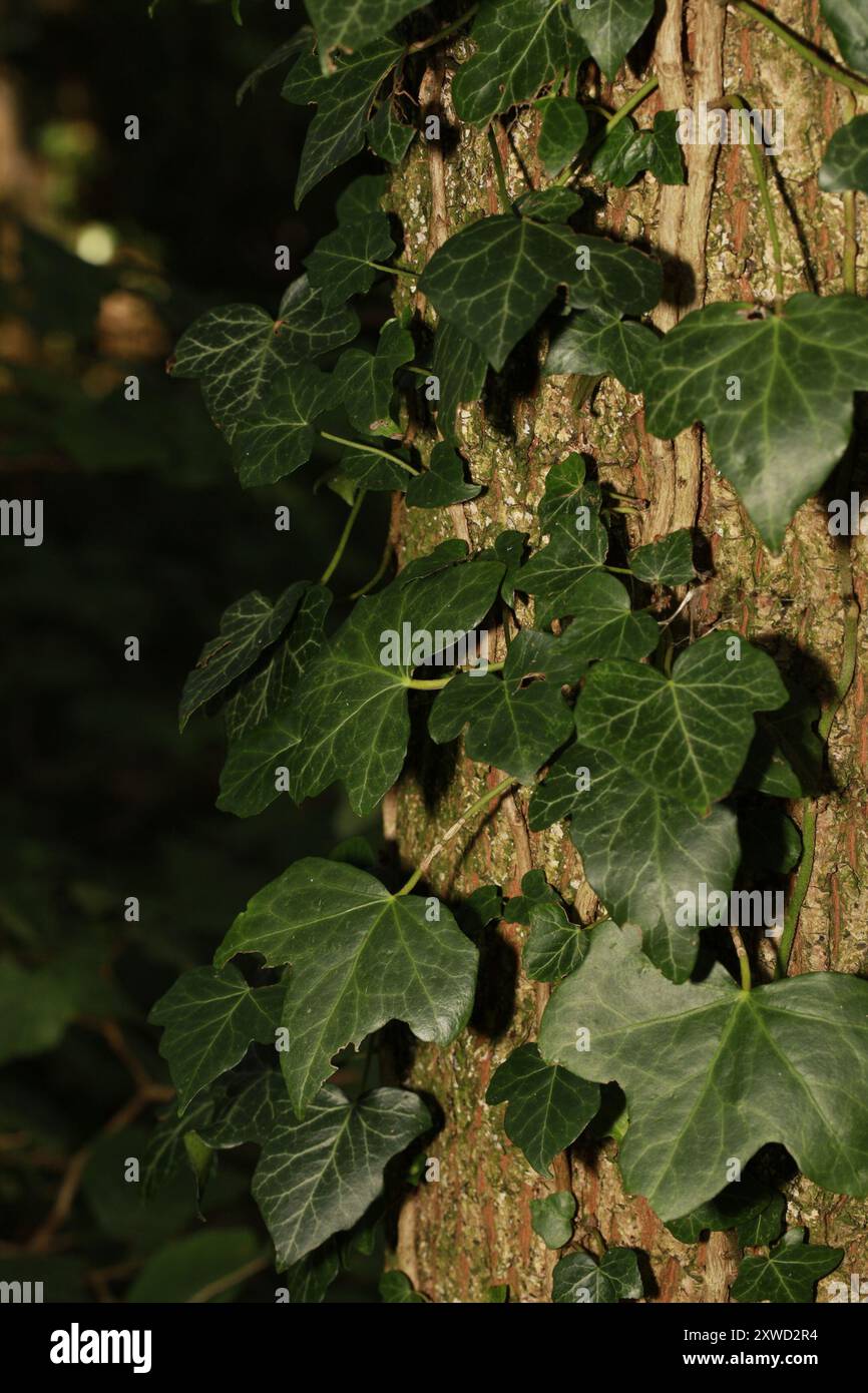 common ivy (Hedera helix) Plantae Stock Photo - Alamy