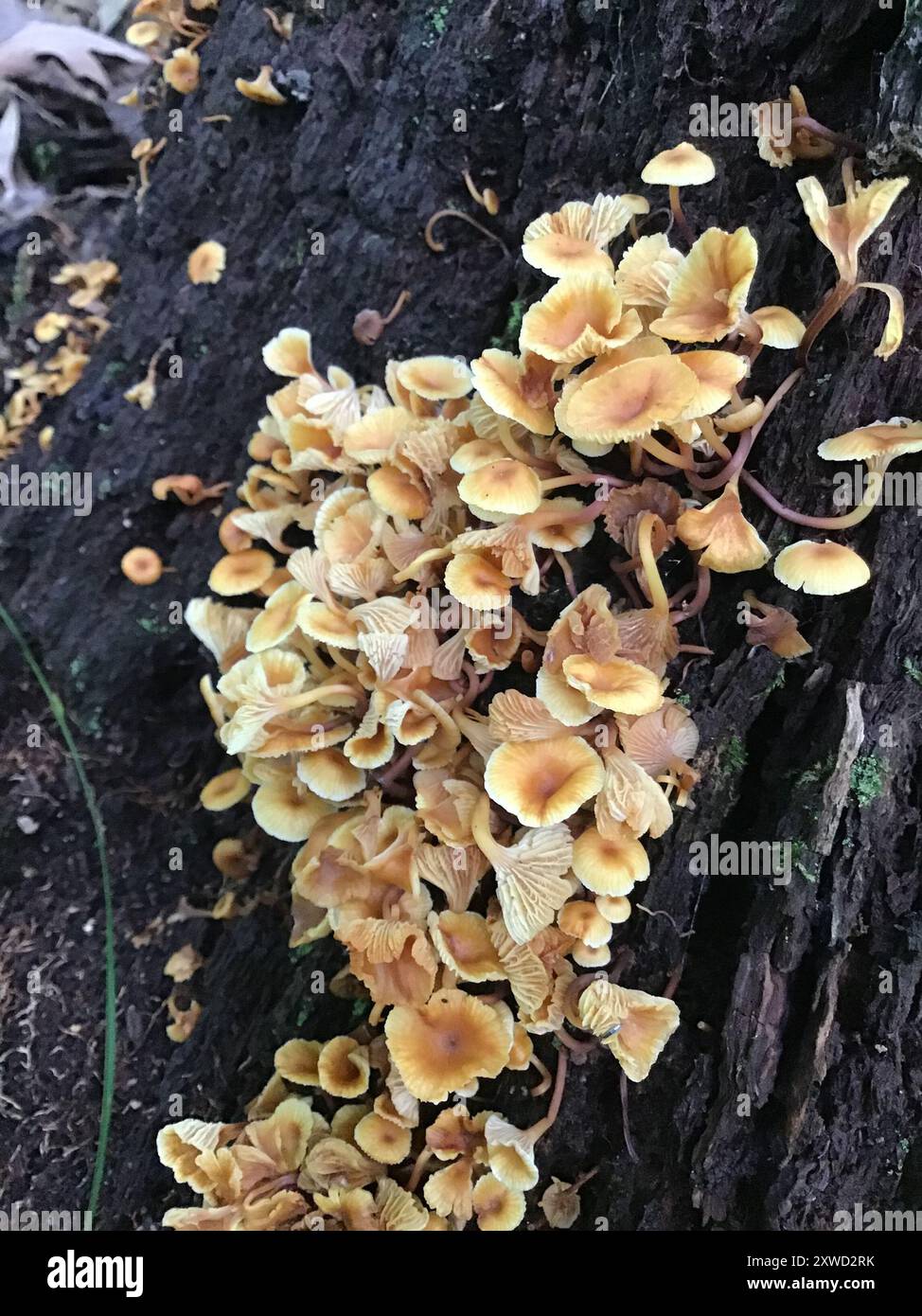 Cross-veined Troop Mushroom (Xeromphalina kauffmanii) Fungi Stock Photo ...