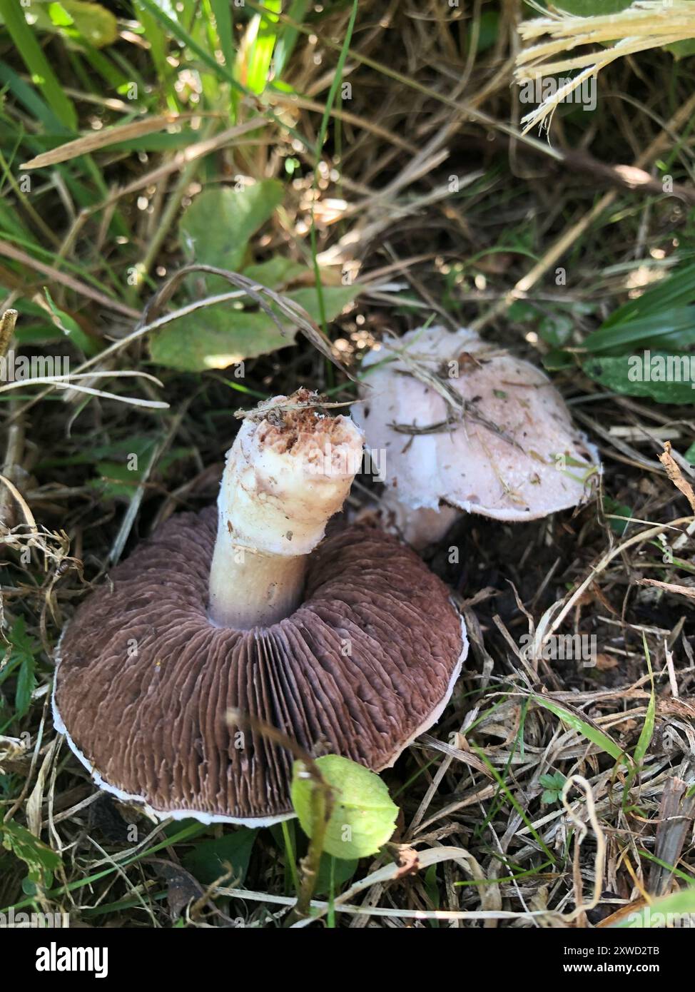 Agaricus subg. Agaricus (Agaricus) Fungi Stock Photo - Alamy