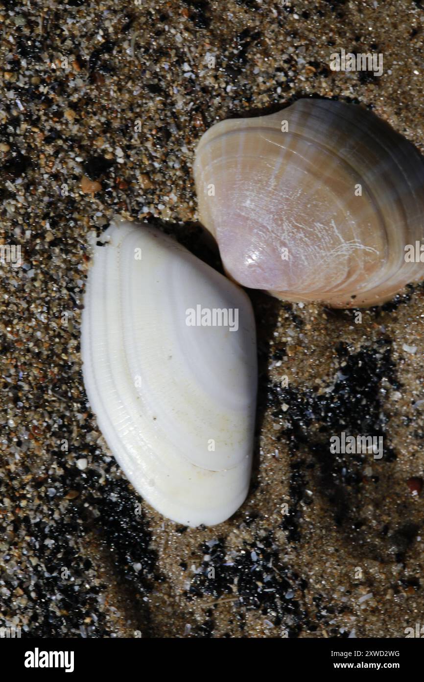 Rayed trough shell hi-res stock photography and images - Alamy