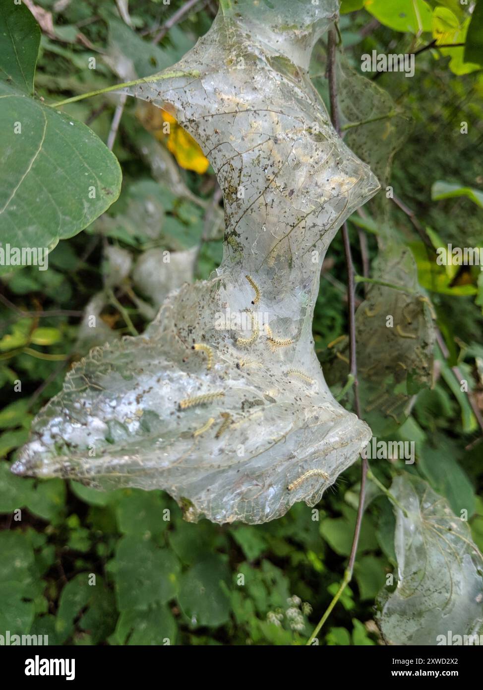 Fall Webworm Moth (Hyphantria cunea) Insecta Stock Photo - Alamy