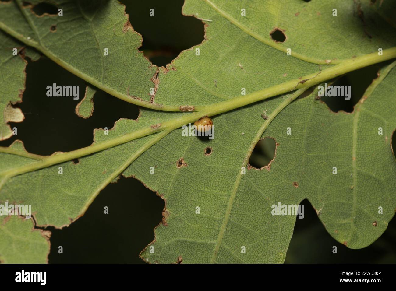 Oyster Gall Wasp (Neuroterus anthracinus) Insecta Stock Photo - Alamy