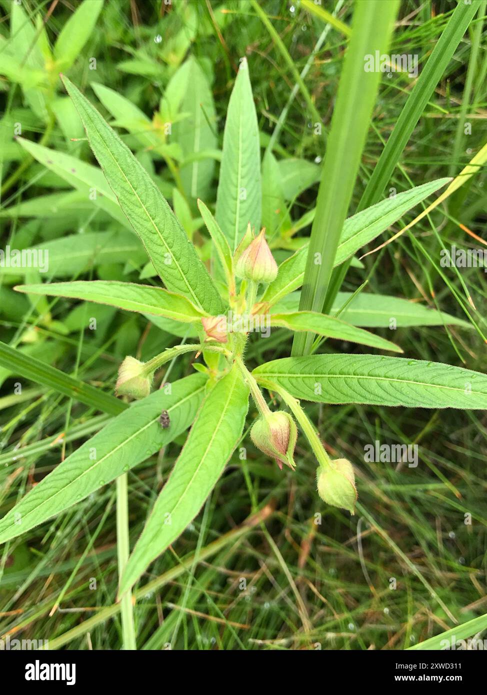 Mexican Primrose-willow (Ludwigia octovalvis) Plantae Stock Photo - Alamy