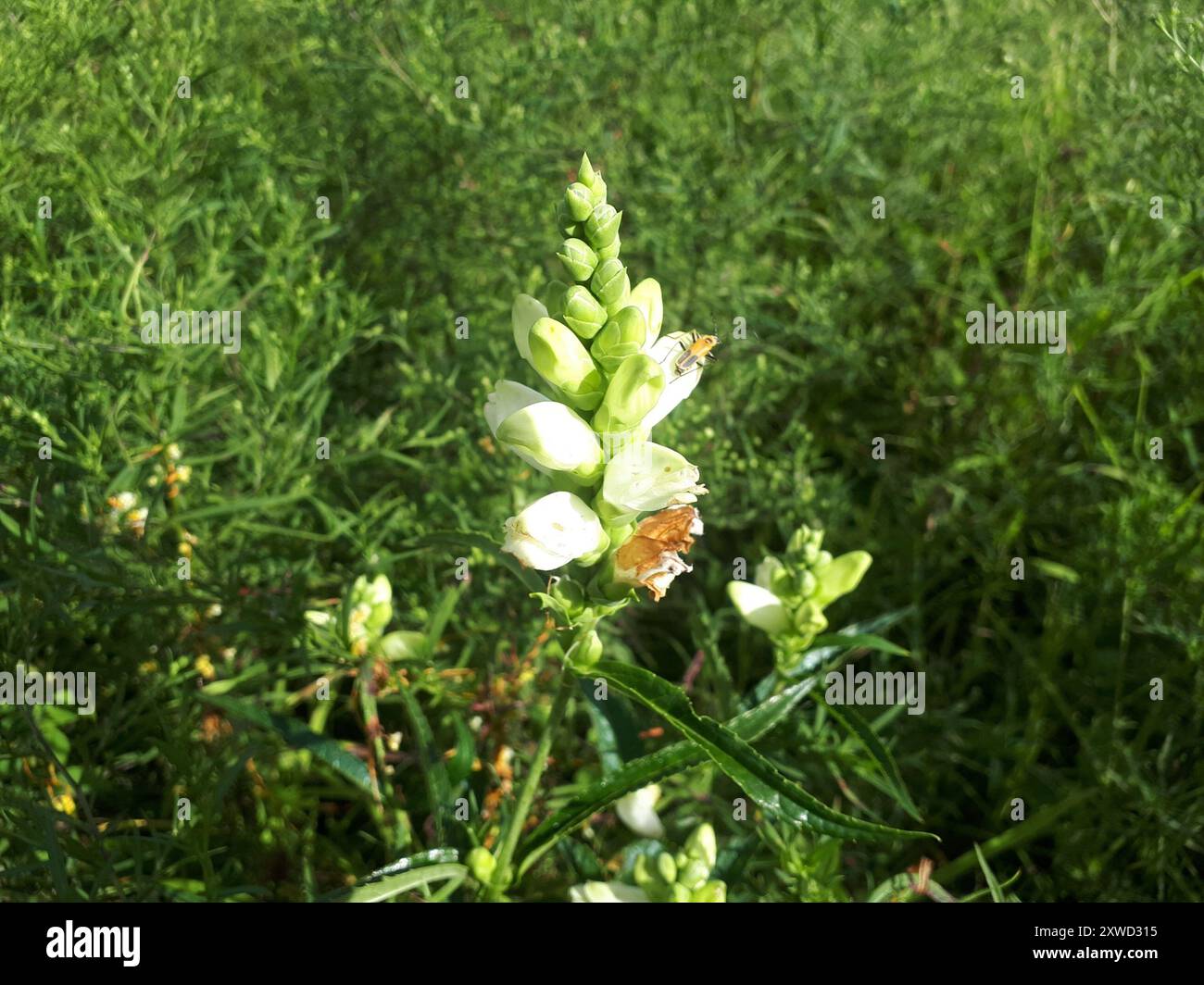 white turtlehead (Chelone glabra) Plantae Stock Photo - Alamy