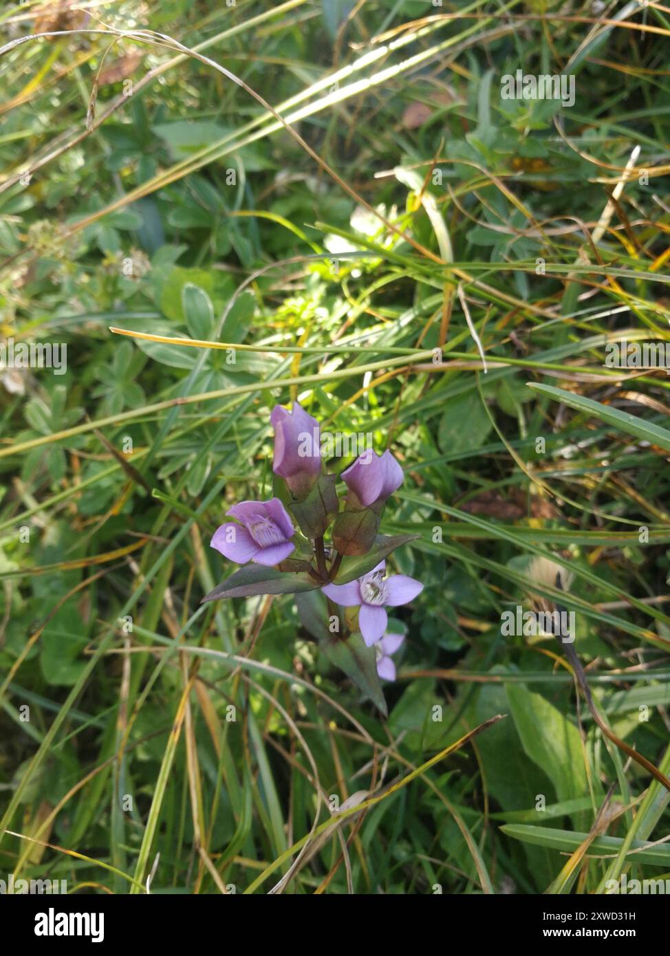 field gentian (Gentianella campestris) Plantae Stock Photo - Alamy