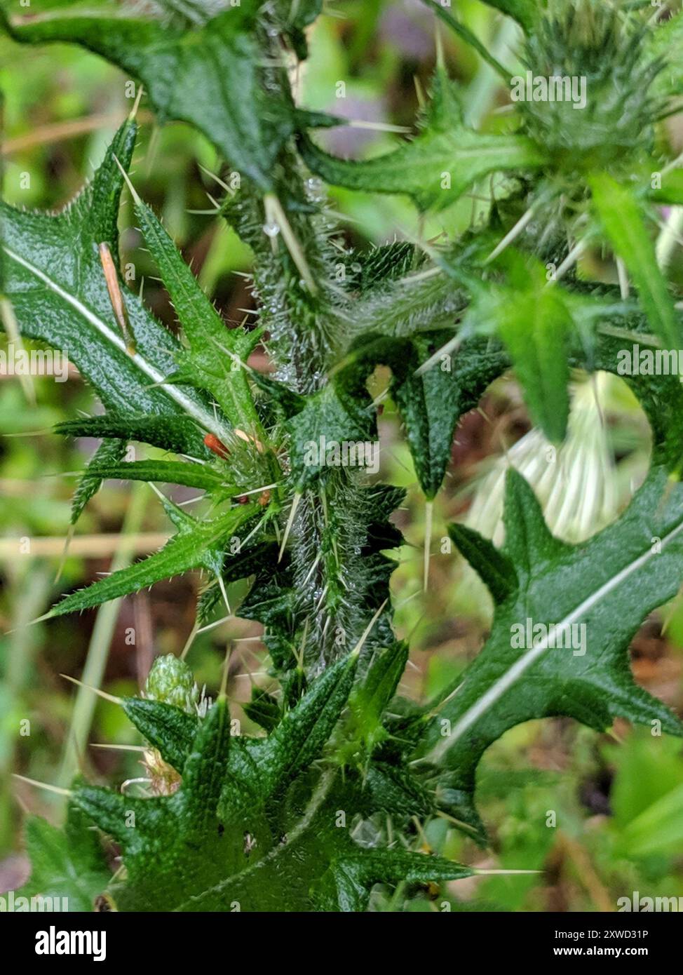Bull Thistle (Cirsium vulgare) Plantae Stock Photo - Alamy