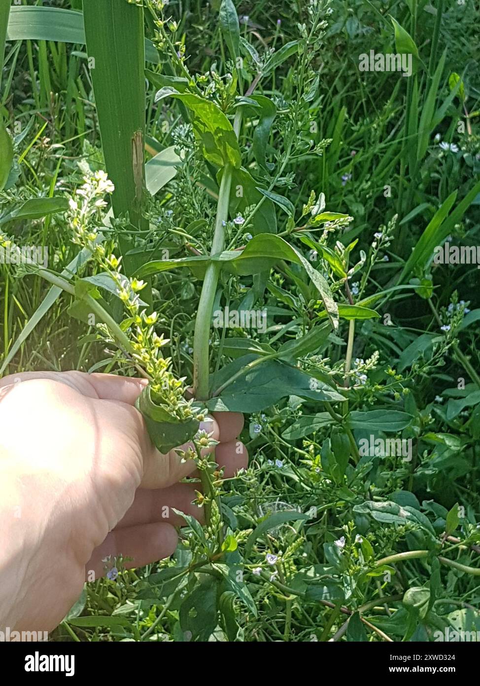 blue water-speedwell (Veronica anagallis-aquatica) Plantae Stock Photo ...