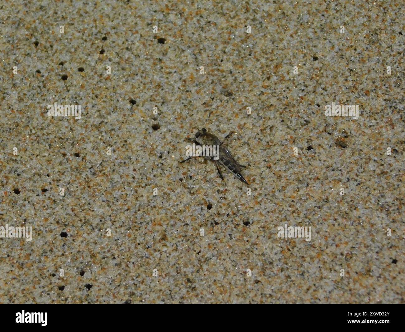 Sand Hammertail (Efferia albibarbis) Insecta Stock Photo - Alamy
