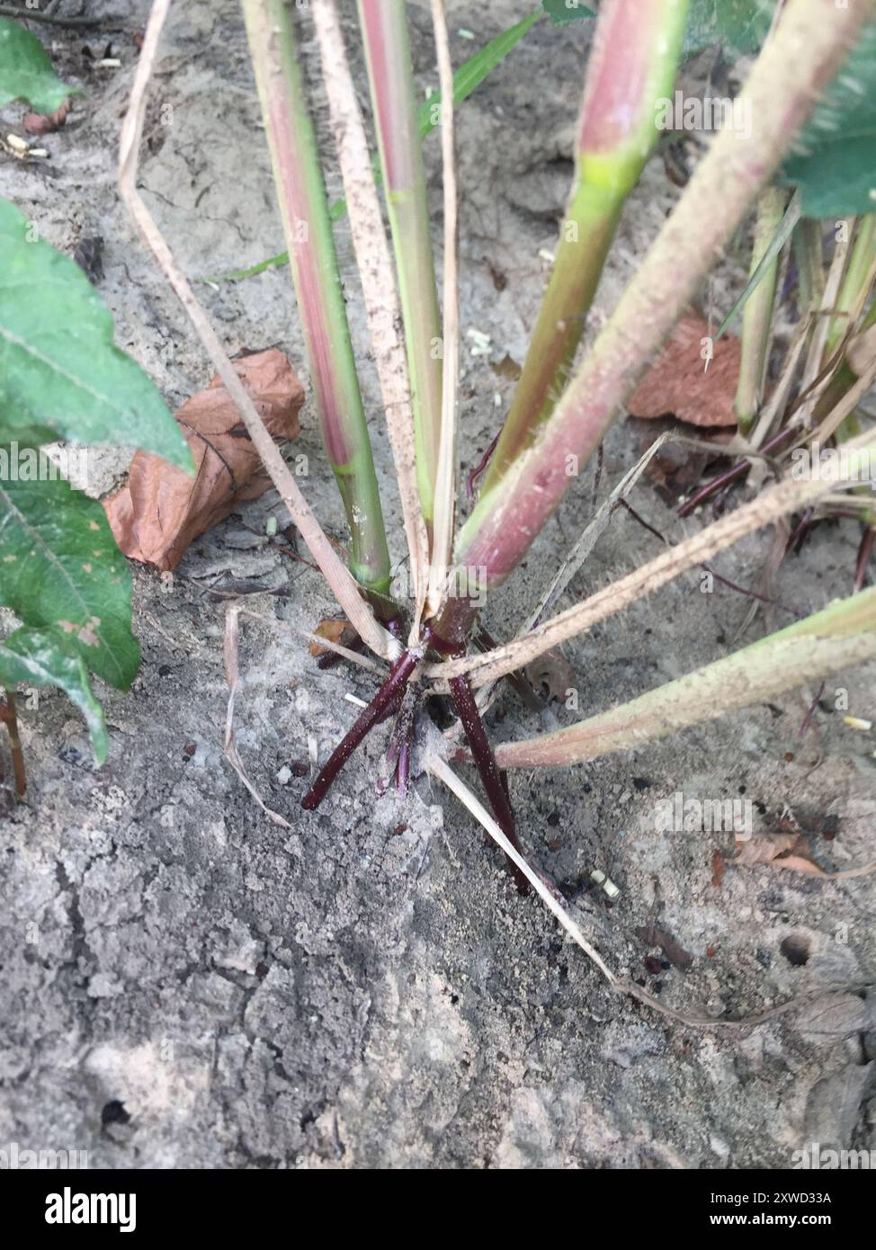 Itchgrass (Rottboellia cochinchinensis) Plantae Stock Photo - Alamy