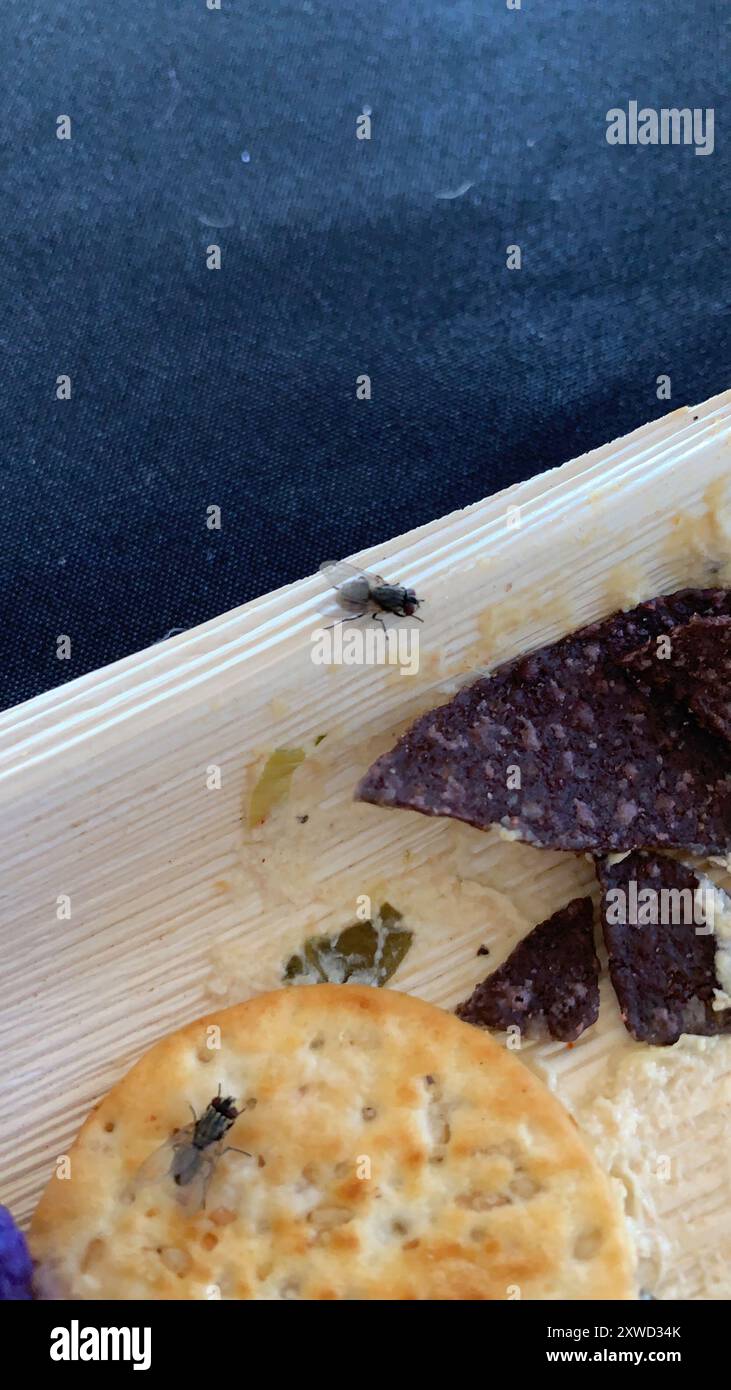 Common House Fly (Musca domestica) Insecta Stock Photo - Alamy