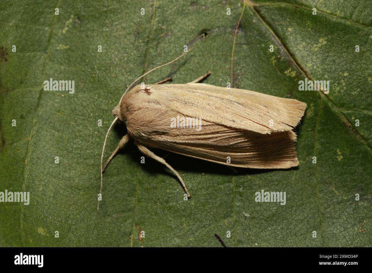 Large Wainscot Moth (Rhizedra lutosa) Insecta Stock Photo - Alamy