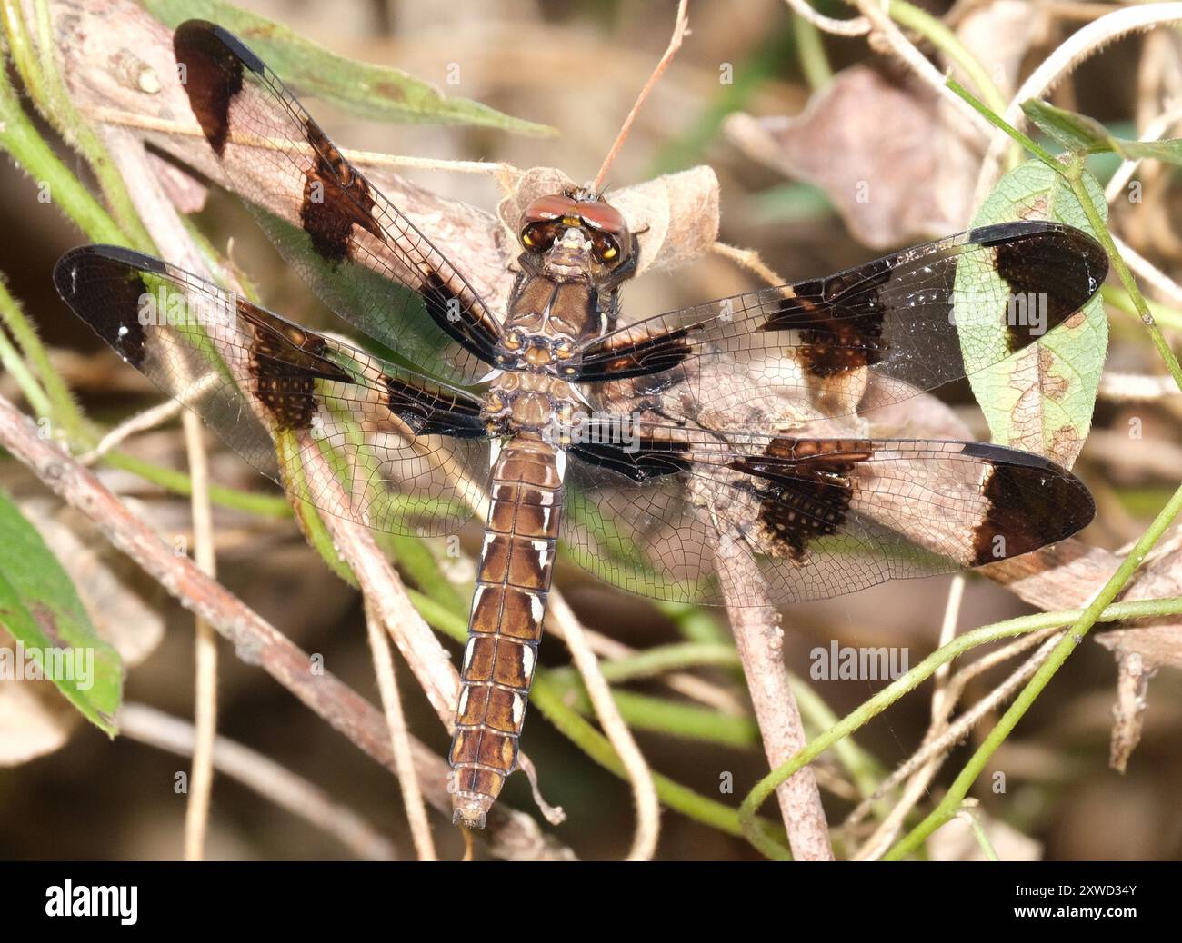 Common Whitetail (Plathemis lydia) Insecta Stock Photo - Alamy