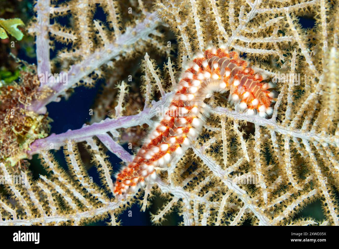 Honduras, Roatan, Bearded Fireworm (Hermodice carunculata Stock Photo ...