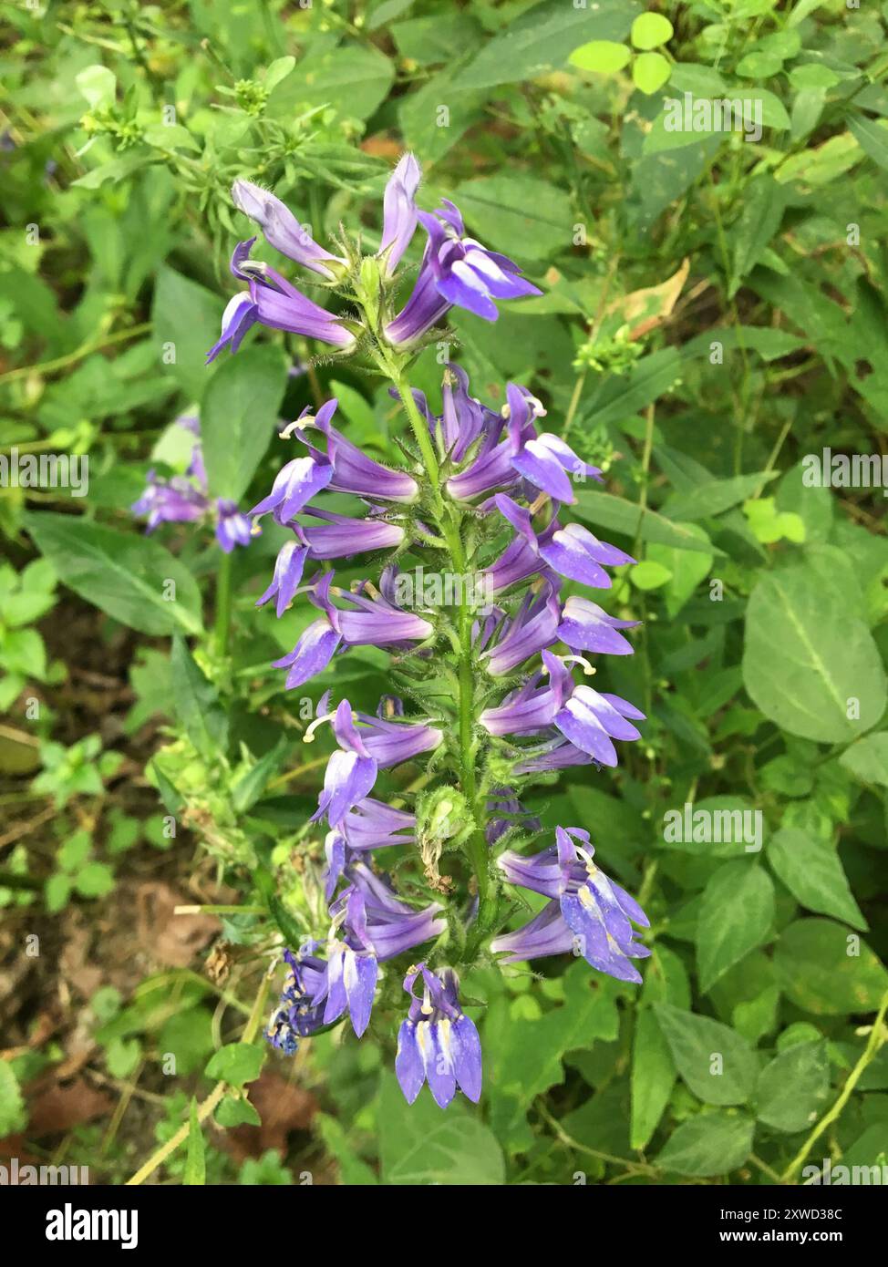 Great Blue Lobelia Lobelia Siphilitica Plantae Stock Photo Alamy