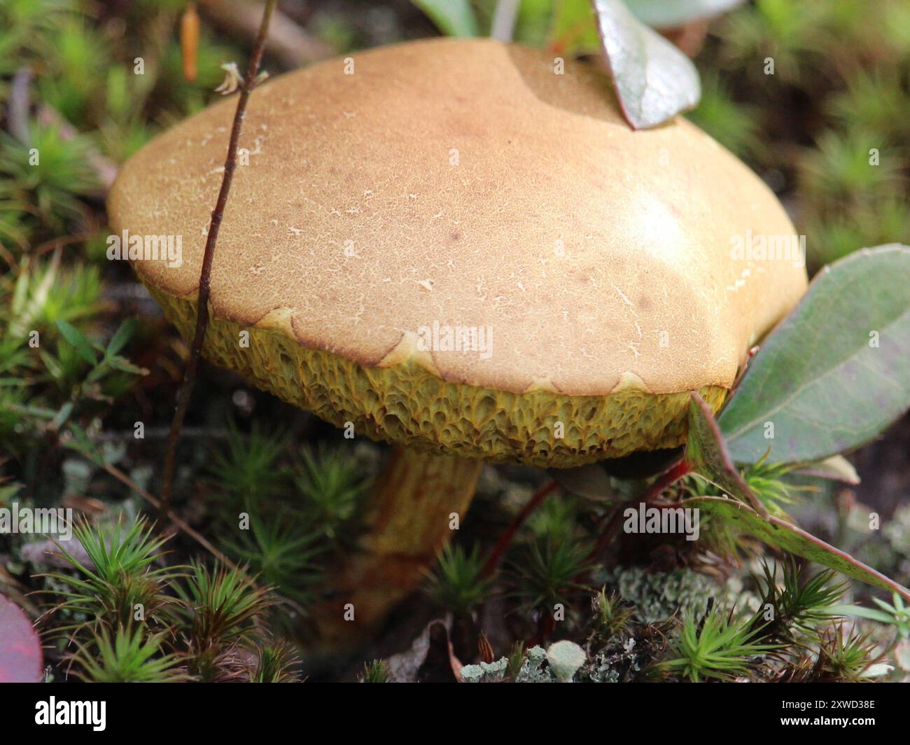 Suede Bolete (Xerocomus subtomentosus) Fungi Stock Photo - Alamy