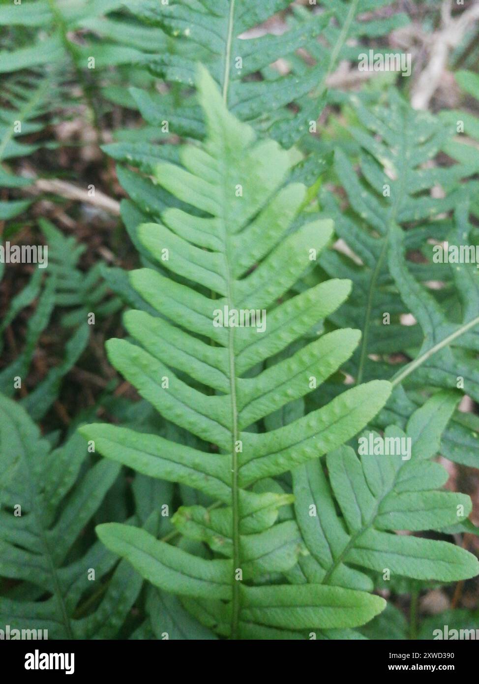 common polypody (Polypodium vulgare) Plantae Stock Photo - Alamy