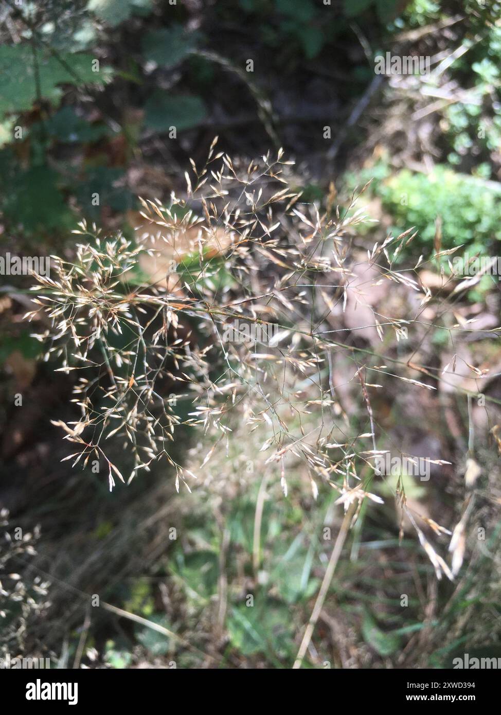 wavy hair-grass (Avenella flexuosa) Plantae Stock Photo - Alamy