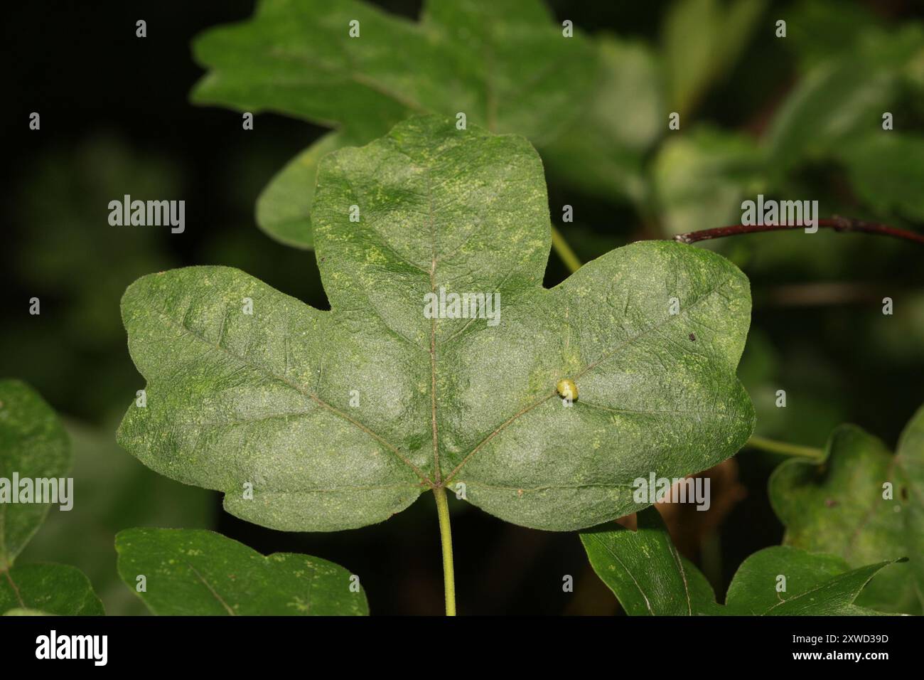 solitary maple leaf gall mite (Aceria macrochela) Arachnida Stock Photo ...