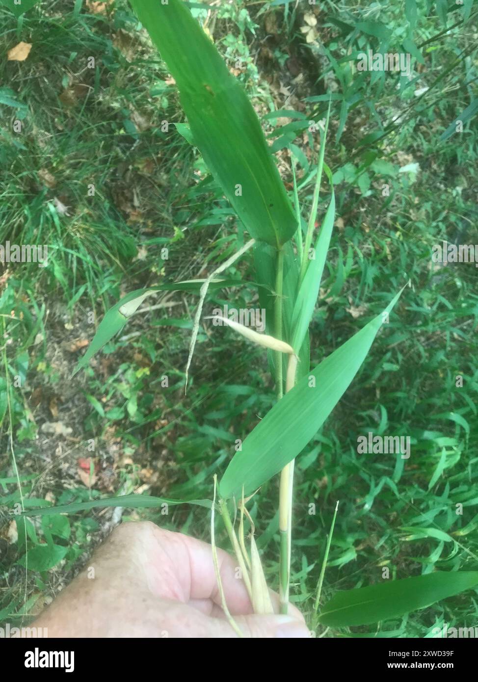 giant cane (Arundinaria gigantea gigantea) Plantae Stock Photo - Alamy