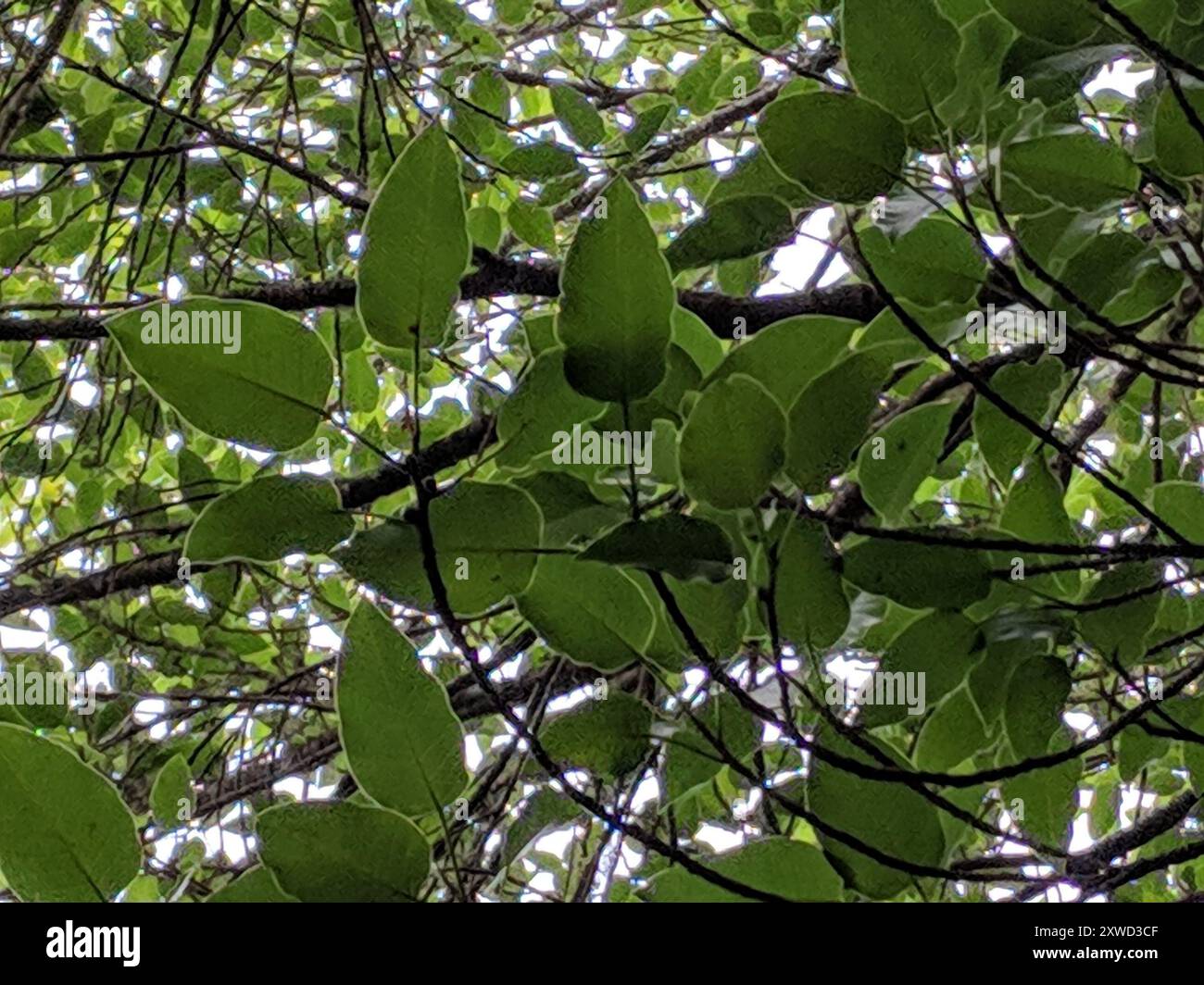 flowering plants (Angiospermae) Plantae Stock Photo - Alamy