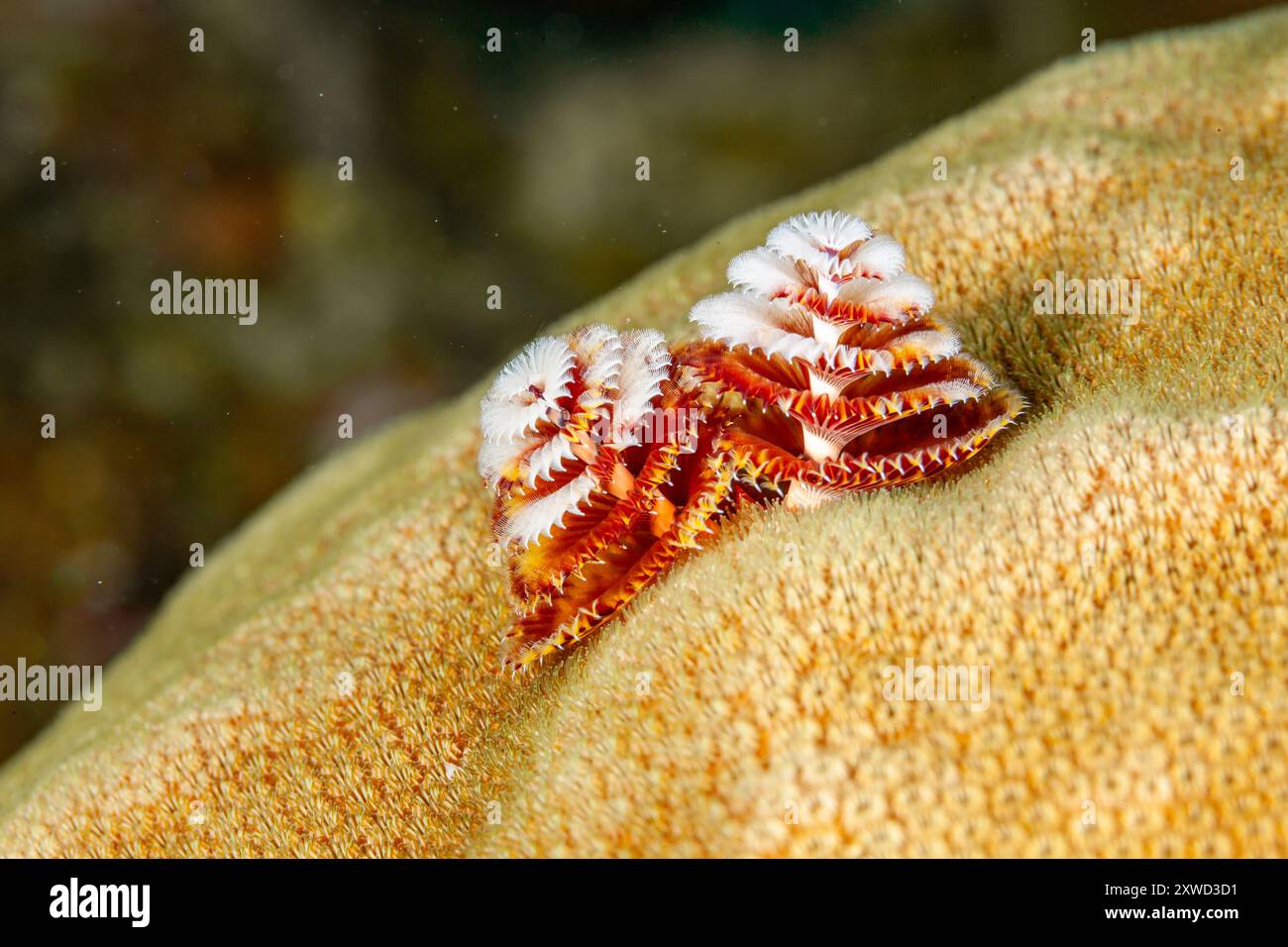 Honduras, Roatan, Christmas Tree Worm (Spirobranchus giganteus Stock ...