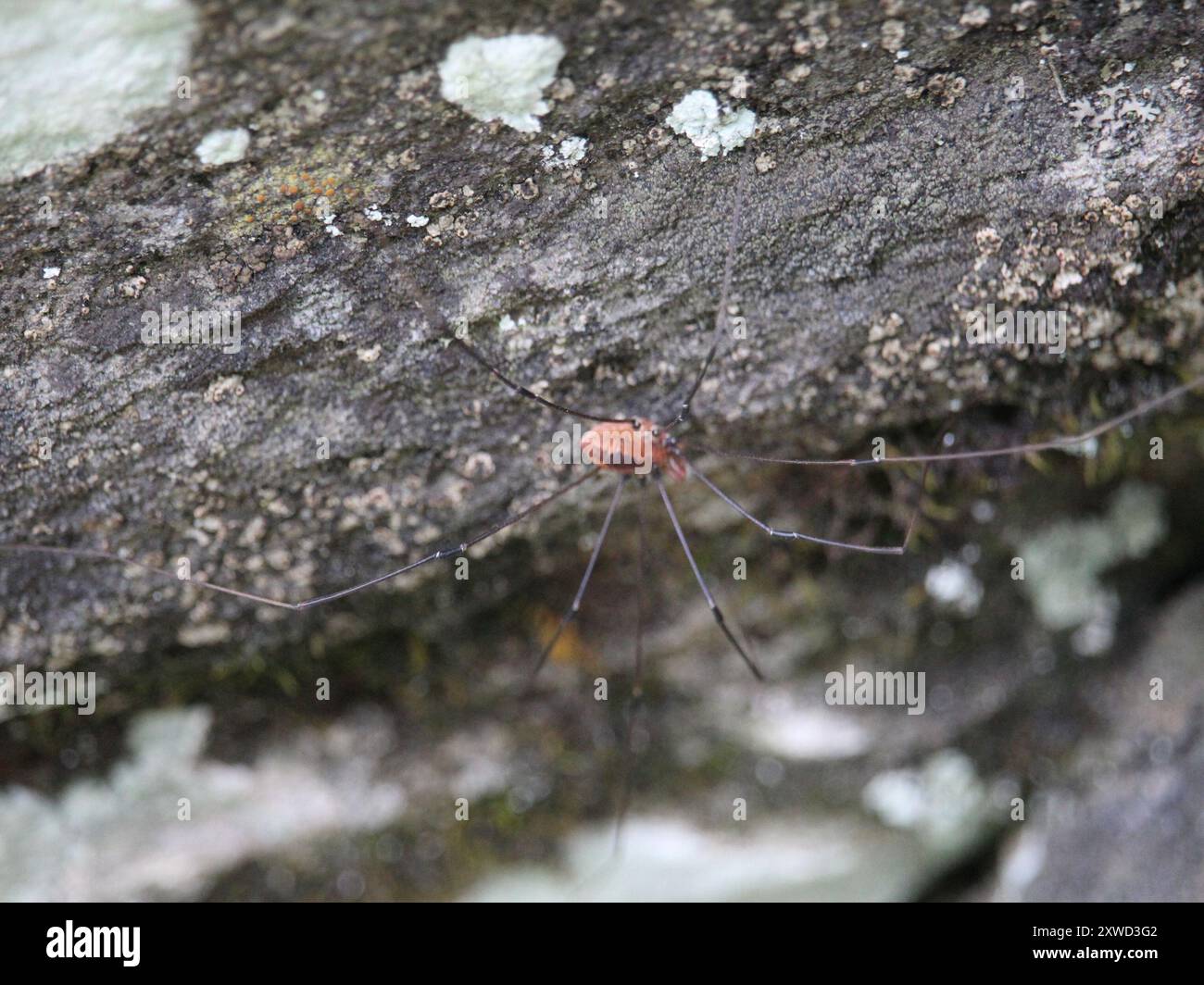 Eastern Harvestman (Leiobunum vittatum) Arachnida Stock Photo - Alamy
