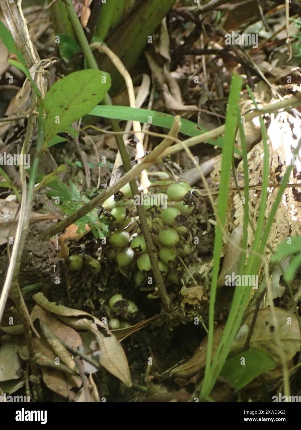 Capitulata palm hi-res stock photography and images - Alamy