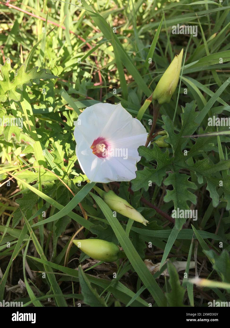 Alamo vine (Distimake dissectus) Plantae Stock Photo - Alamy