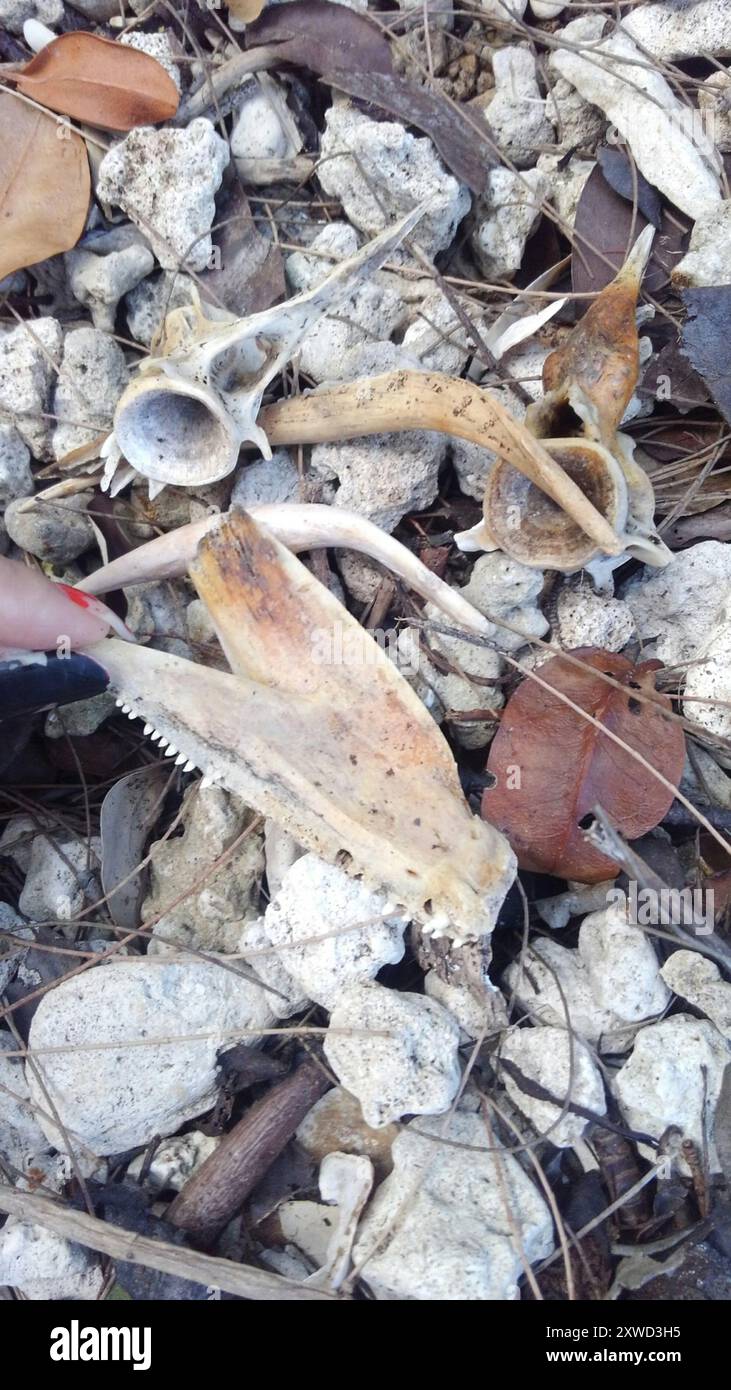 Ray-finned Fishes (Actinopterygii) Actinopterygii Stock Photo - Alamy